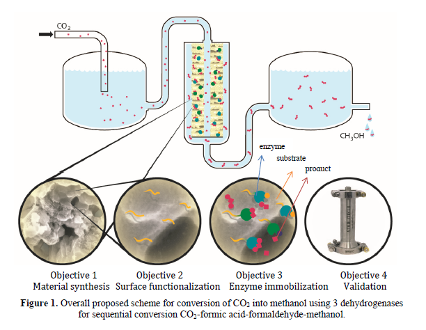 New concepts for efficient immobilization of enzymes in inorganic ...